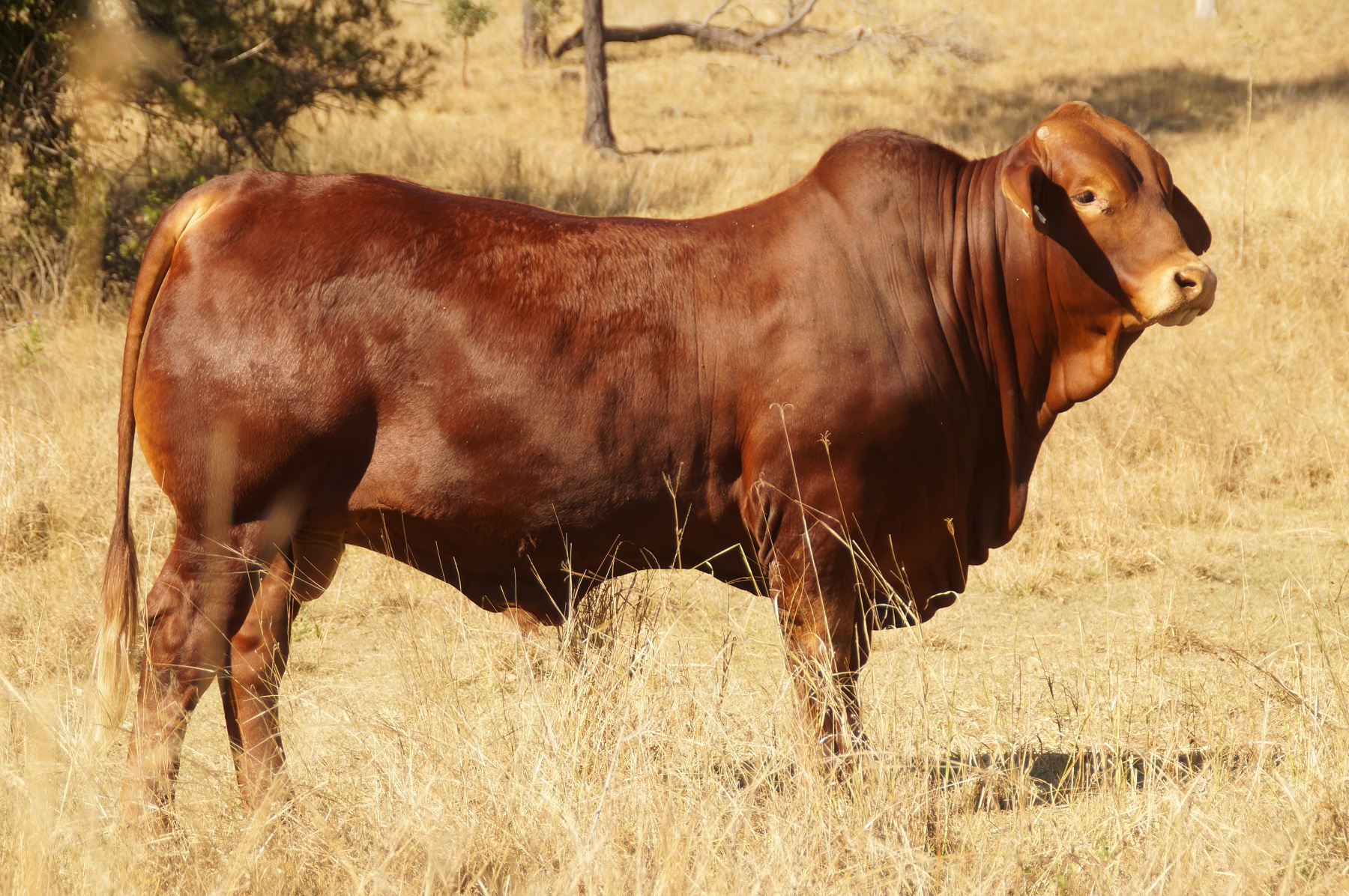 konjuli bulls national sale konjuli bulls national sale
